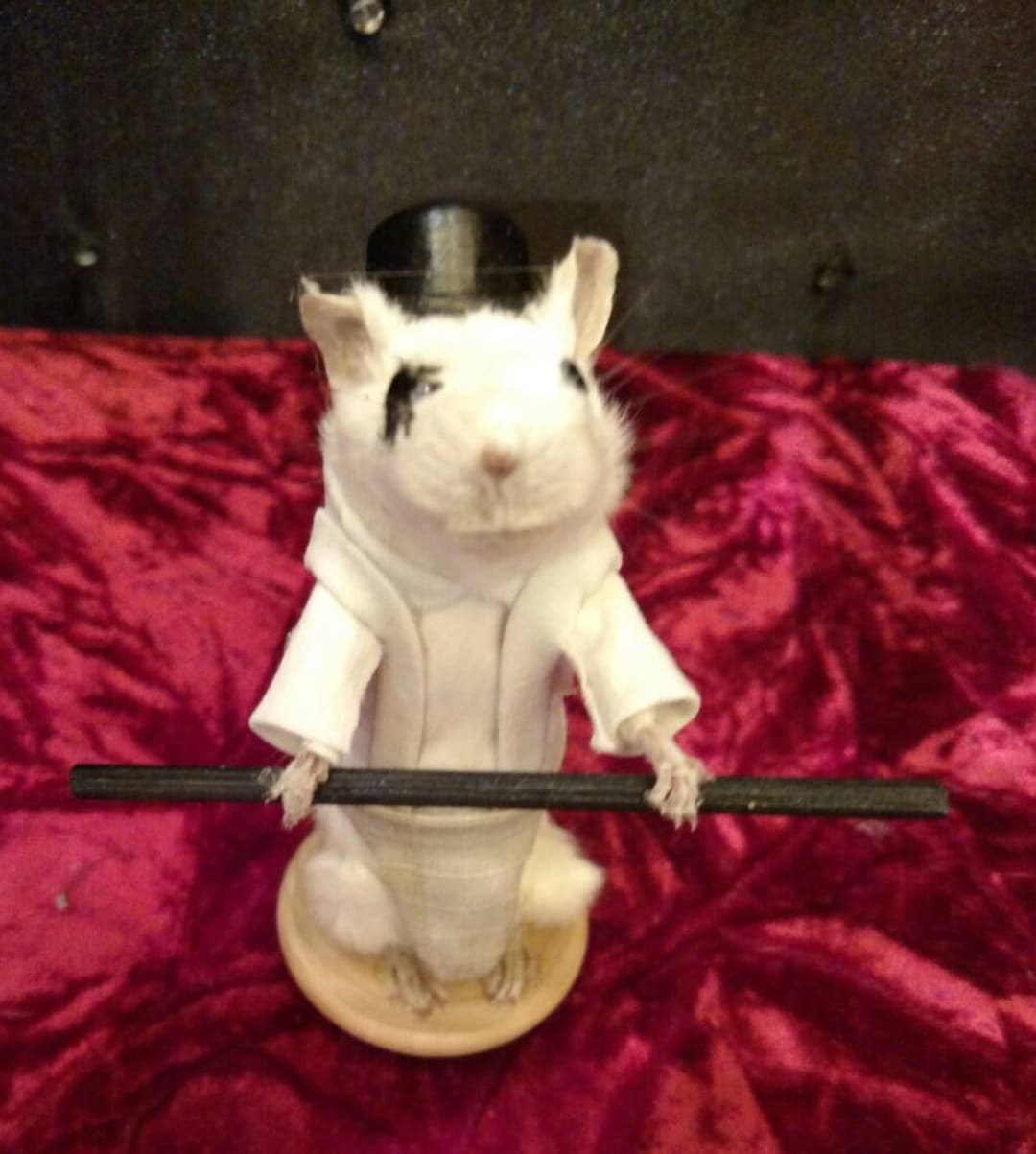 Alex Taxidermy Mouse - Etsy