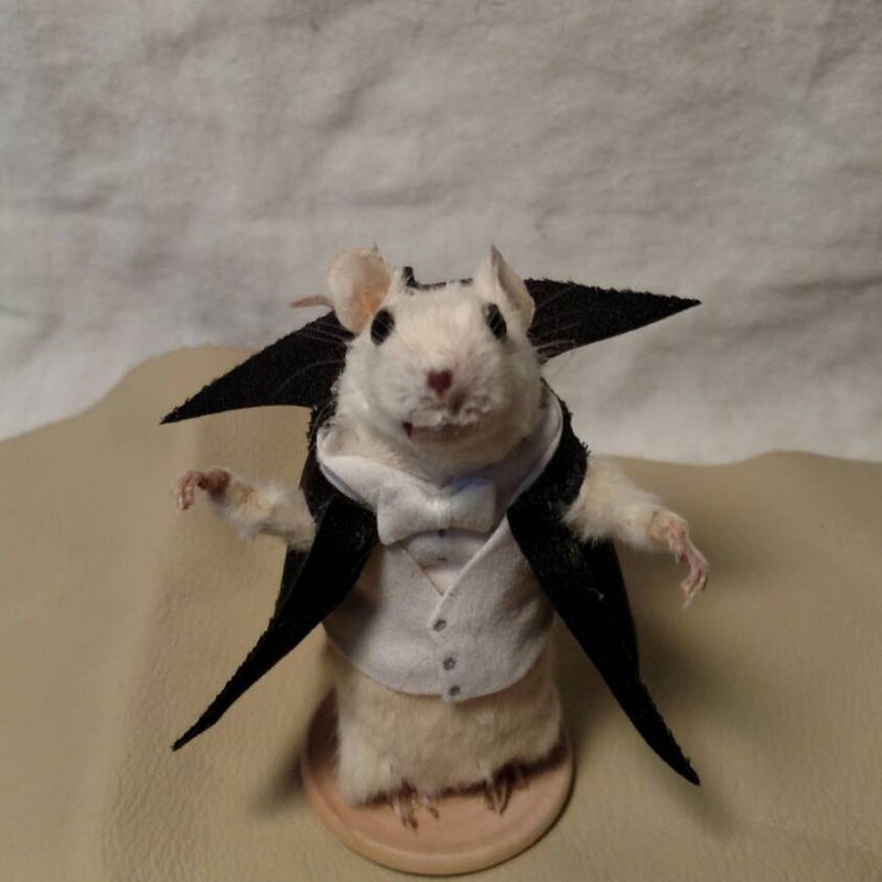 Taxidermy Mice - Etsy
