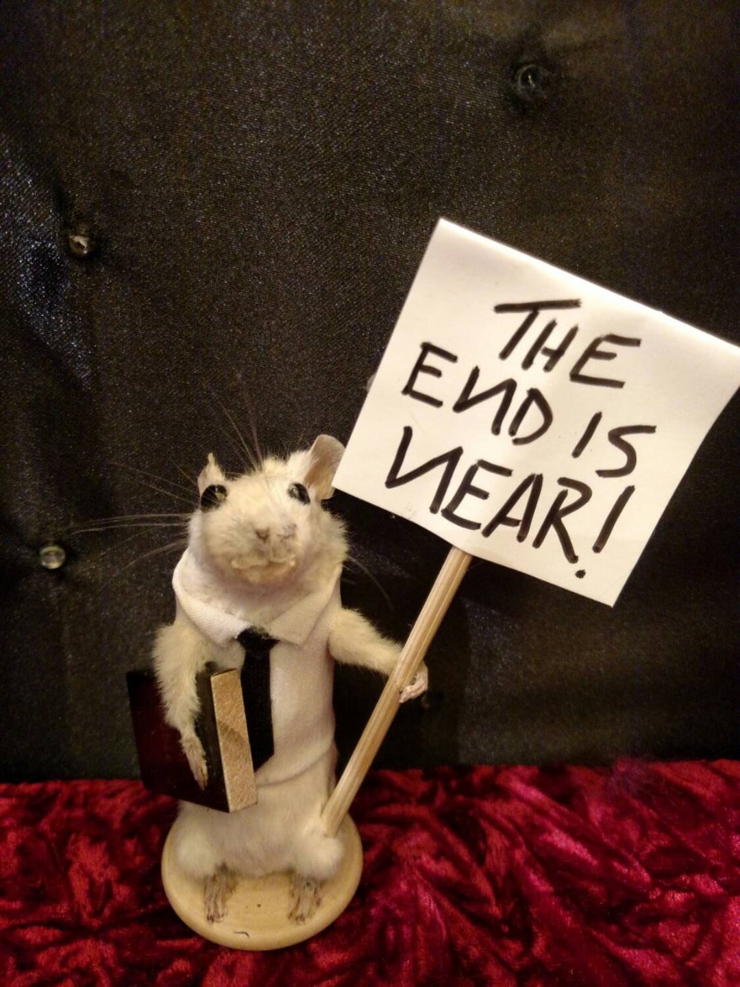 End of Days Taxidermy Mouse - Etsy