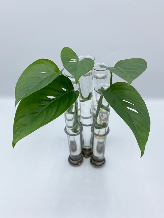 Monstera Adansonii narrow Form Unrooted Leaf or Node - Etsy