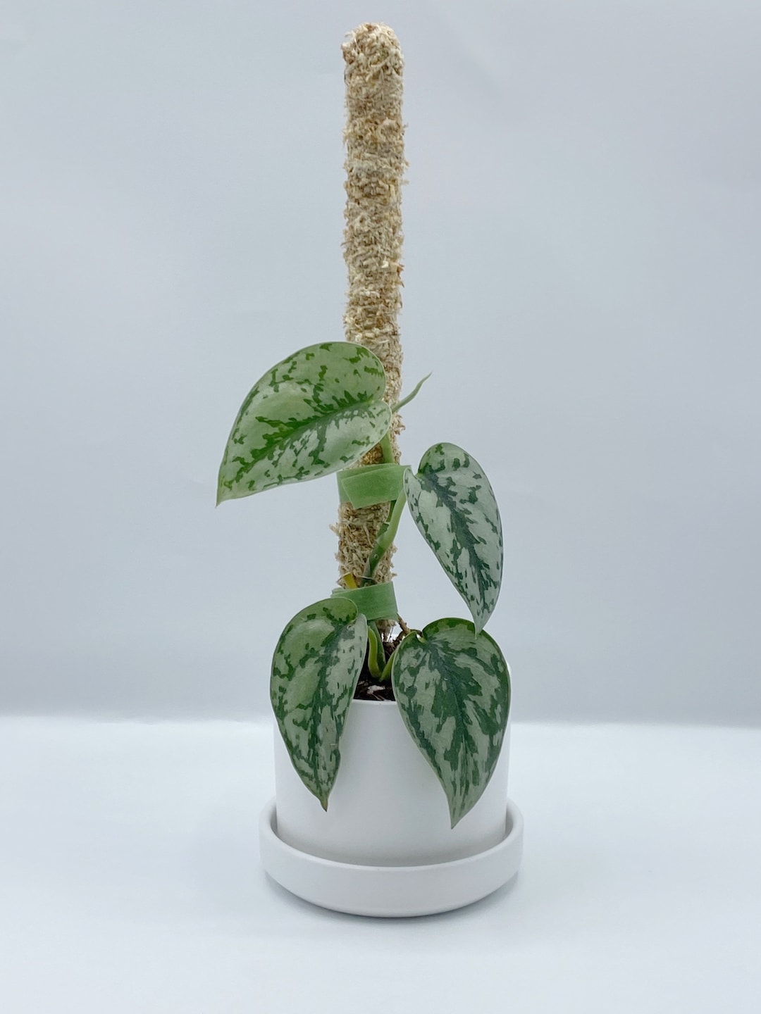 Mini Sphagnum Moss Pole for Climbing Plants, 1ft 1.5ft Moss Pole, Mini ...