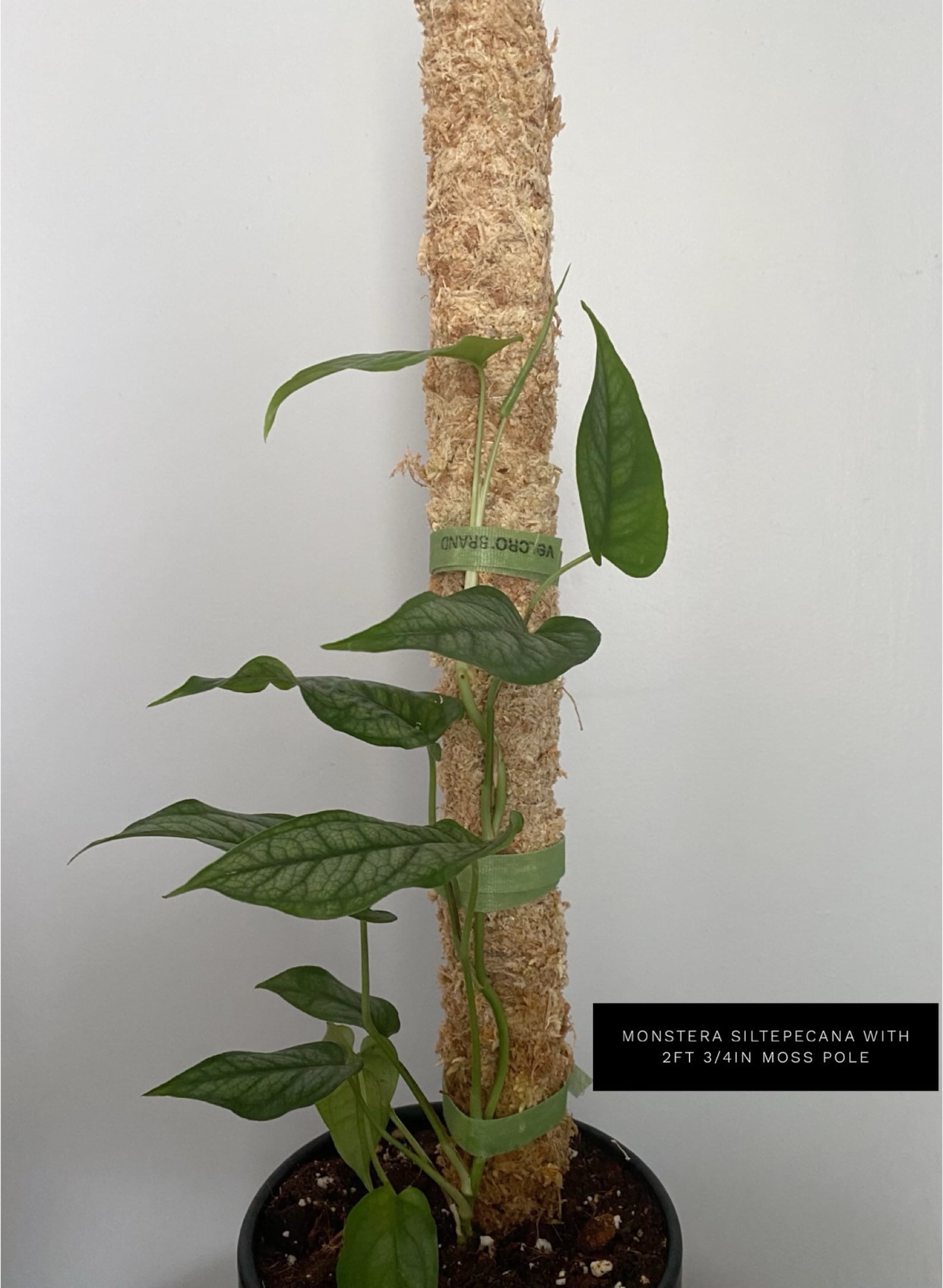 Sphagnum Moss Pole for Climbing Plants | PVC Moss Pole | 1ft, 2ft, 3ft ...