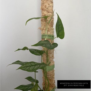 Sphagnum Moss Pole for Climbing Plants | PVC Moss Pole | 1ft, 2ft, 3ft ...