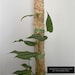 Sphagnum Moss Pole for Climbing Plants | PVC Moss Pole | 1ft, 2ft, 3ft ...