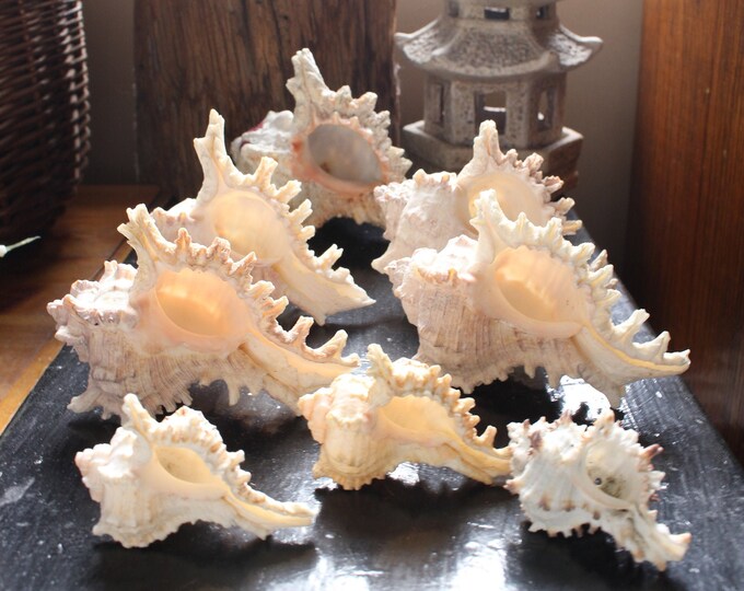 8 Natural Seashells Murex Ramosuss, Nautical or Sea Decor, Craft Supply ...