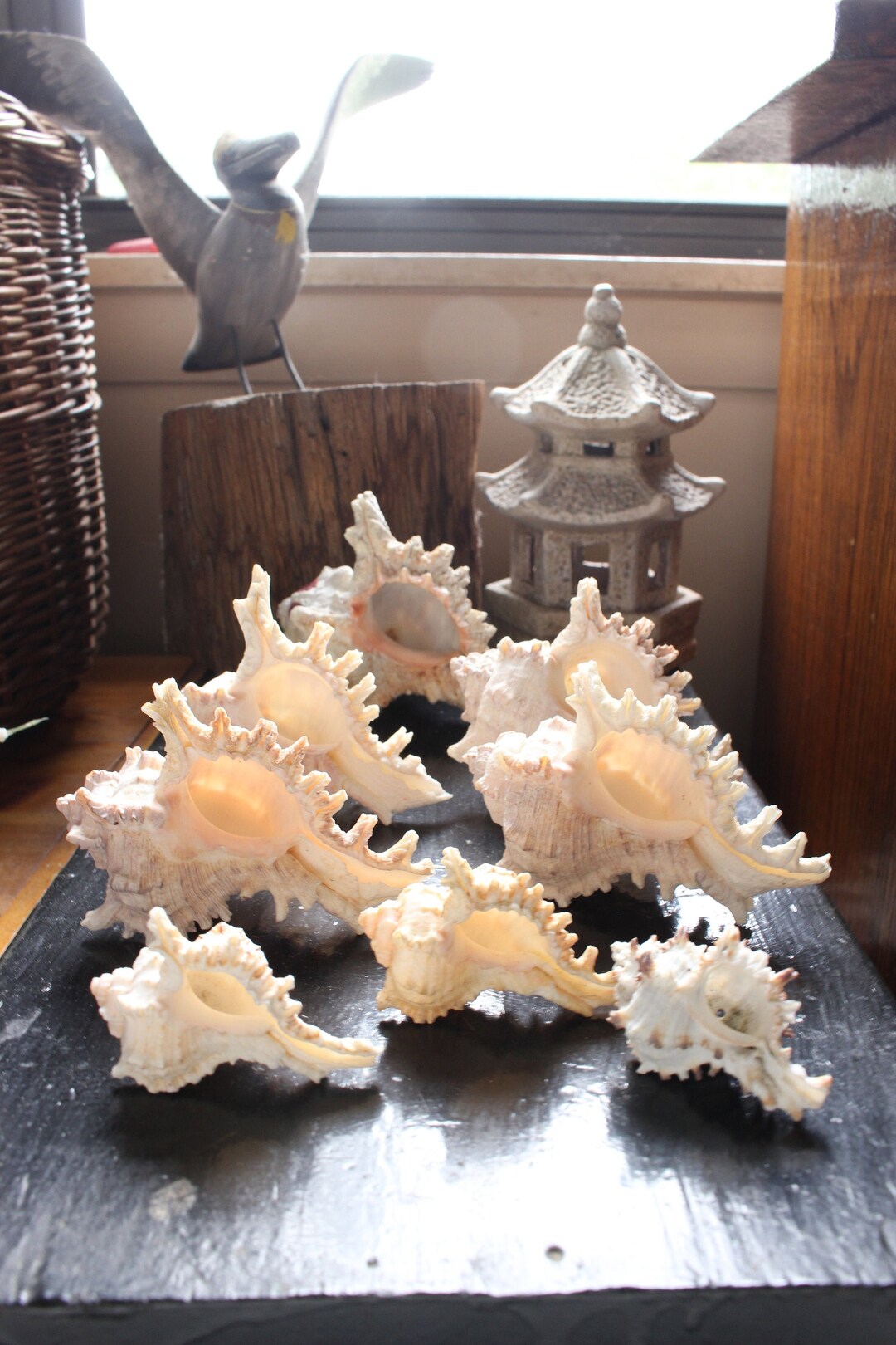 8 Natural Seashells Murex Ramosuss, Nautical or Sea Decor, Craft Supply ...