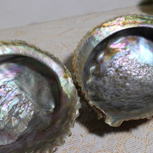 Nature Large Mother of Pearl Abalone Sea Shells, 2 Haliotis Corrugata ...