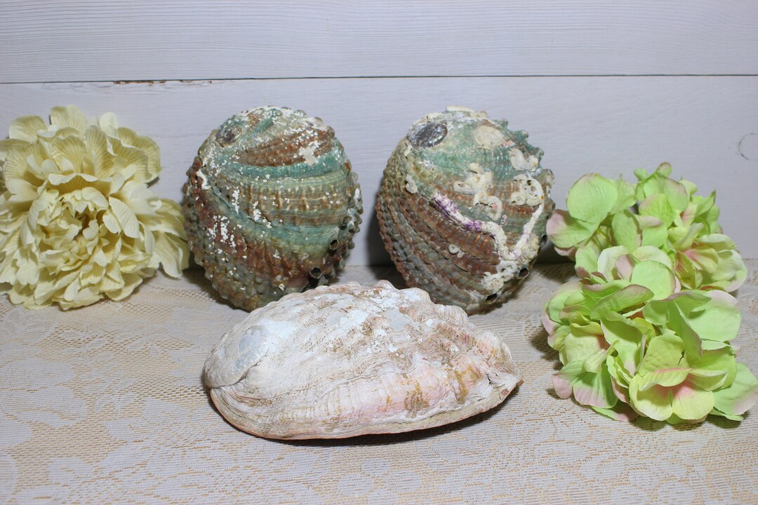 Nature Large Mother of Pearl Abalone Sea Shells, 2 Haliotis Corrugata ...