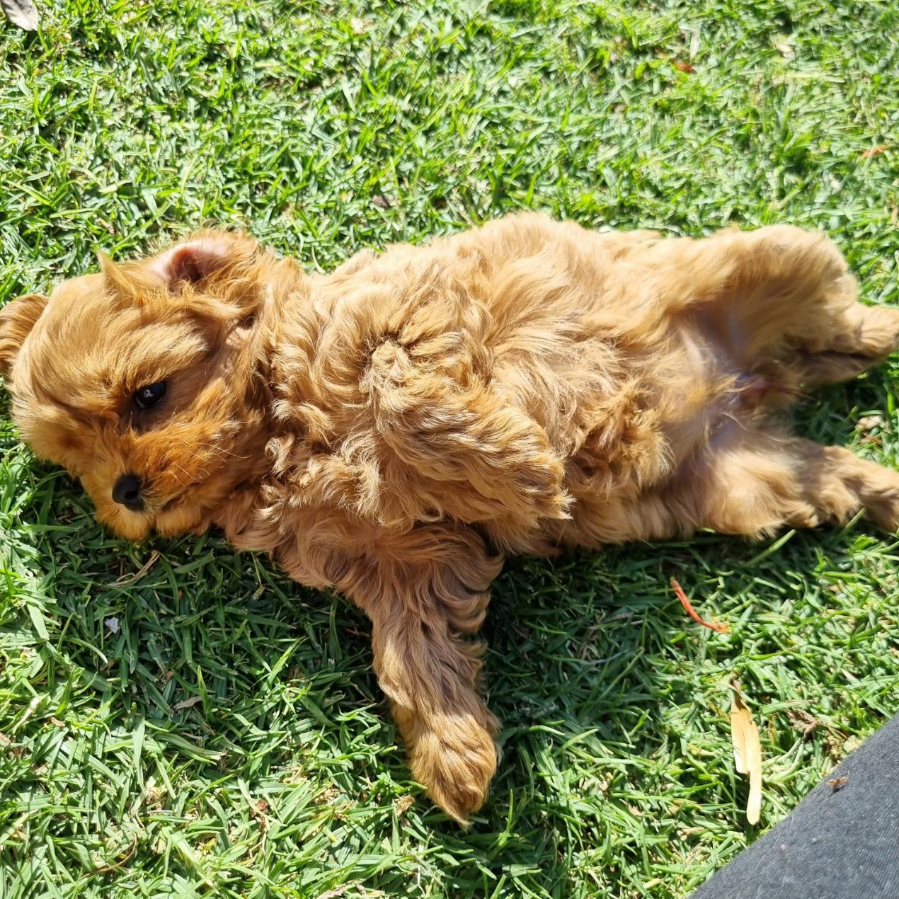 Customizable Happy Birthday Card for Cavoodle Lovers - 5in X 7in, Fill ...