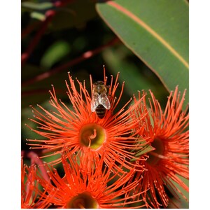 Australian Native Animal Collage Wall Art, Kangaroos, Koala, Wombat ...