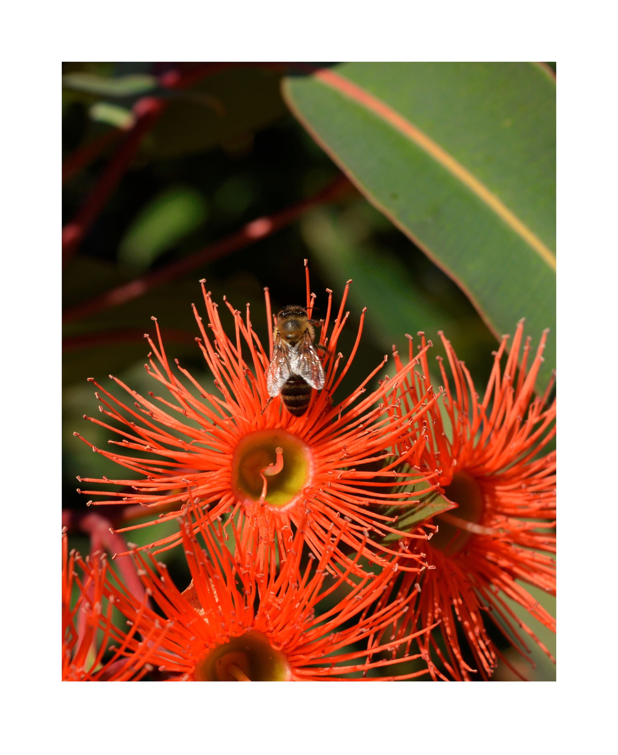 Australian Native Animal Collage Wall Art, Kangaroos, Koala, Wombat ...