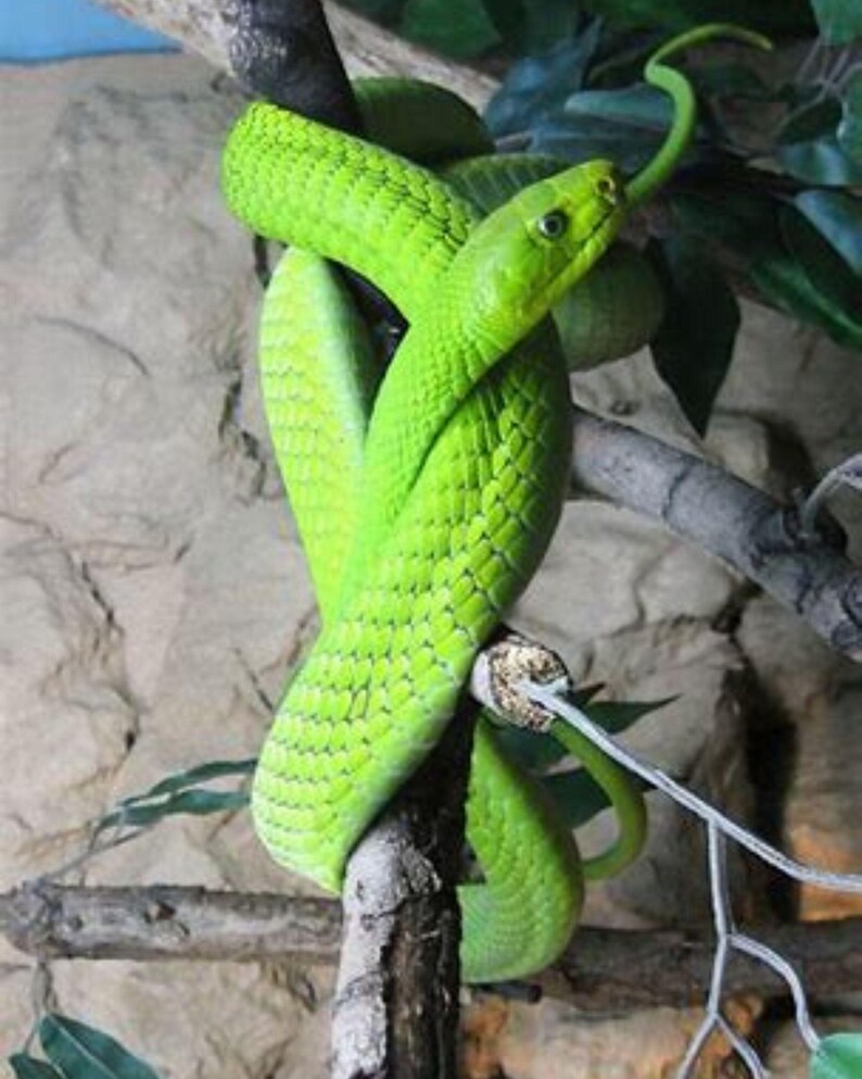 20 Most Venomous Snakes in the World Compendium, Digital Download - Etsy