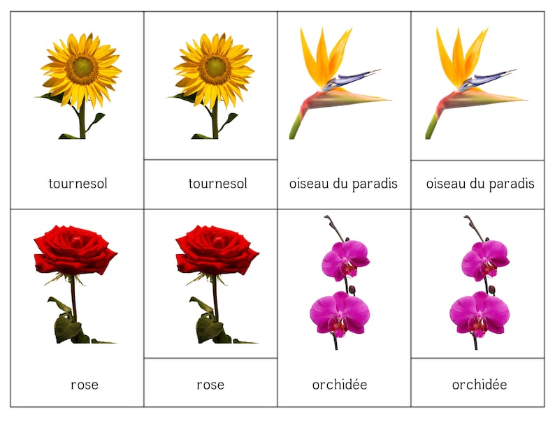 Tarjetas de nomenclatura de flores Montessori - Etsy México
