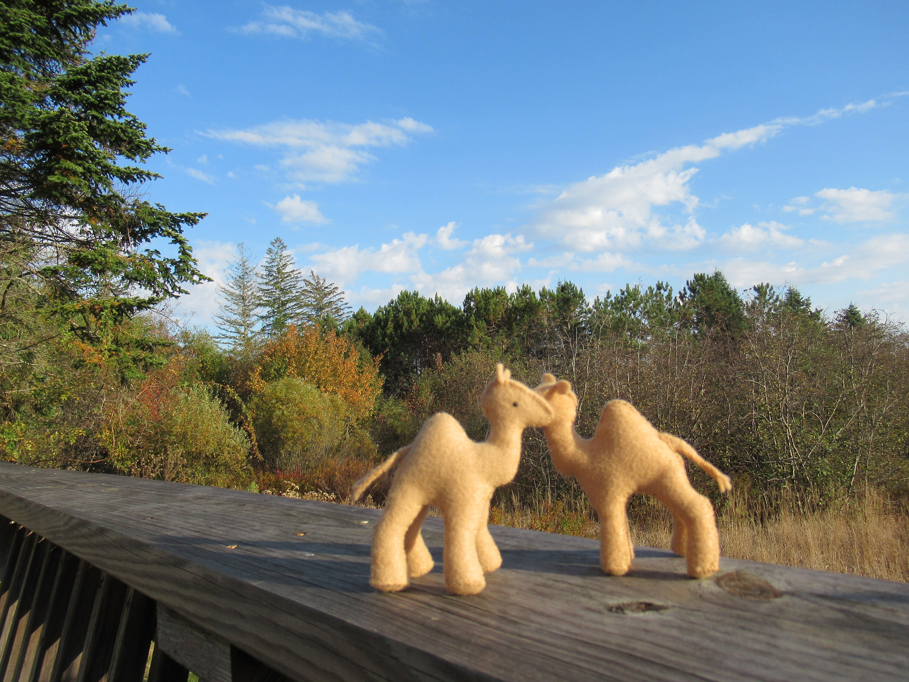 Oasis Camel Felt Sewing Pattern Pdf Download - Etsy