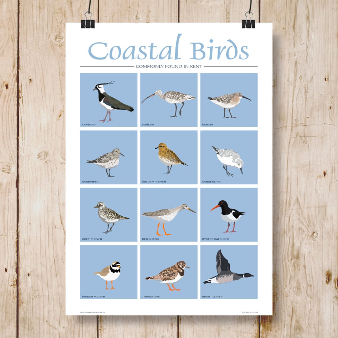 Coastal Birds of Kent, Travel Poster. A4, A3, A2, A1 Print, Art Print ...