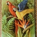 Parrots Ceramic Wall Art Tile, 8" by 12" Glossy Finish, With or Without ...