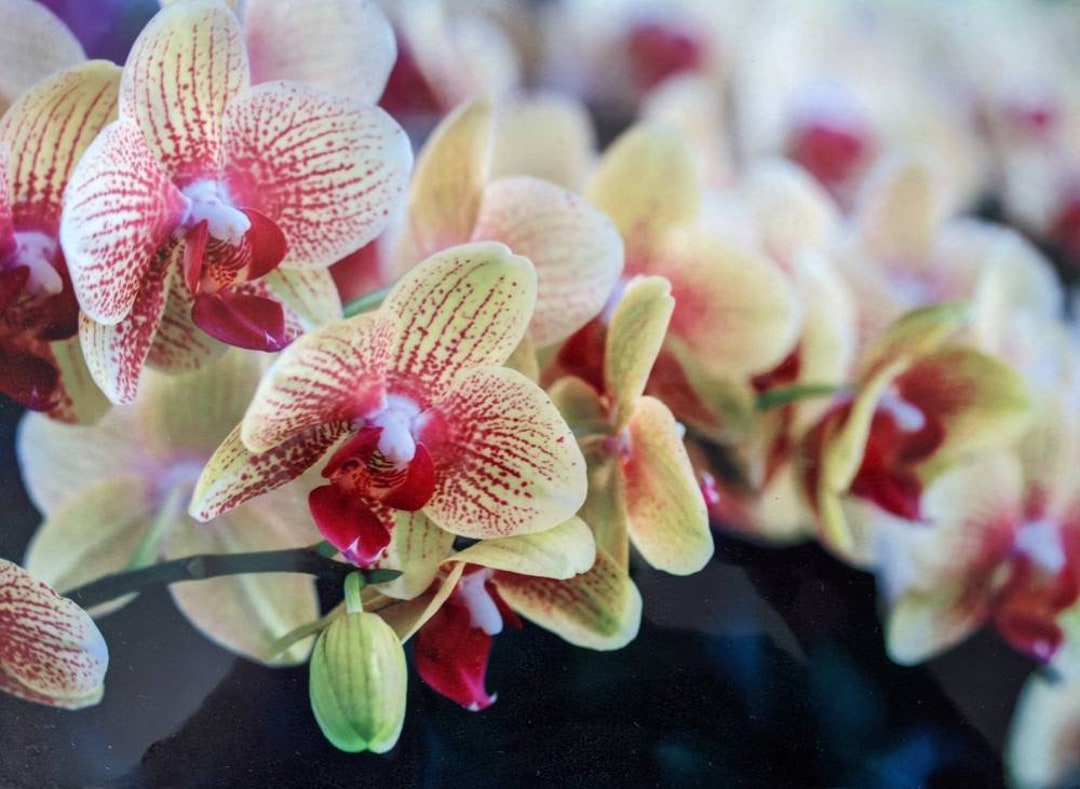 Orange Orchid Ceramic Wall Art Tile, 8" by 12" Glossy Finish, With or ...