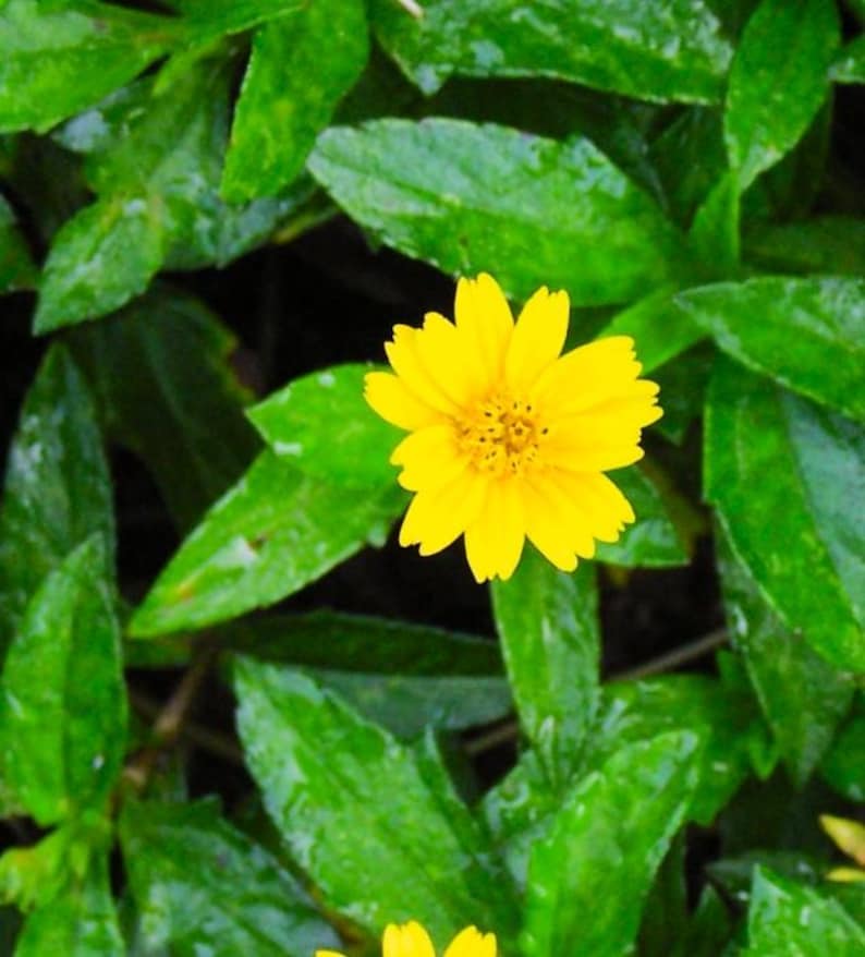 50 Wedelia Barerooted Plants - Etsy