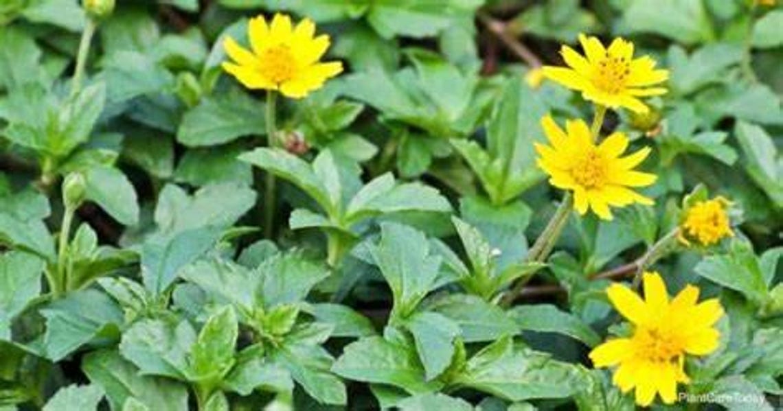 50 Wedelia Barerooted Plants - Etsy