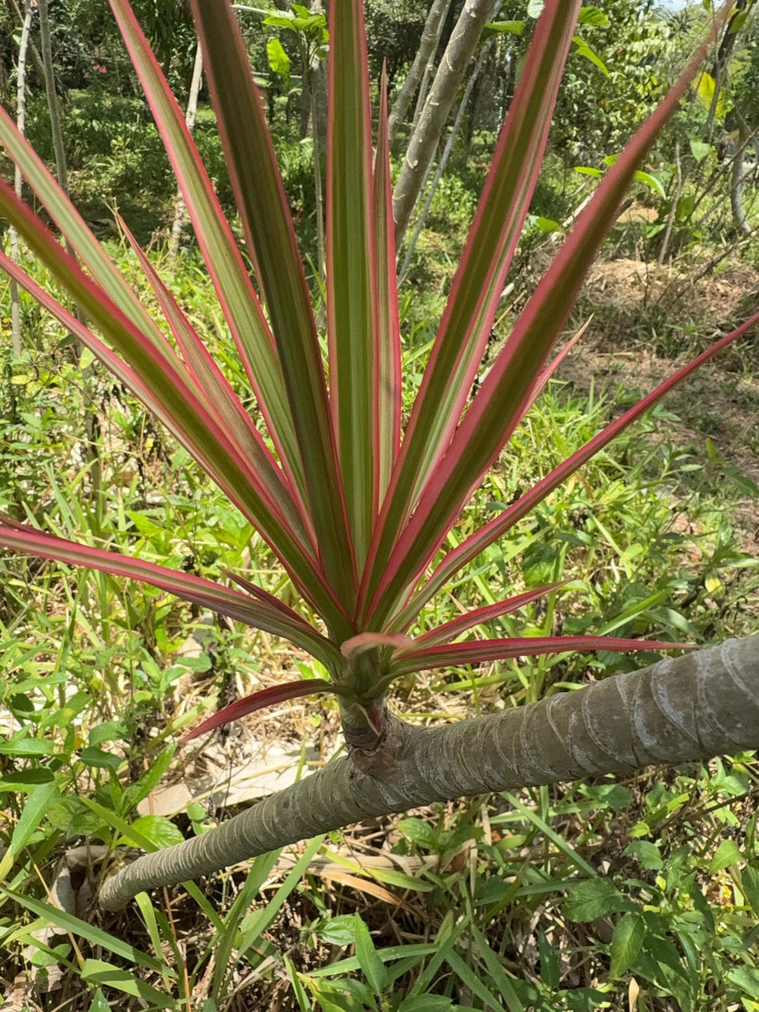 20 Dragon Tree ‘tricolor’ (dracaena Marginata ‘tricolor’) Cuttings - Etsy