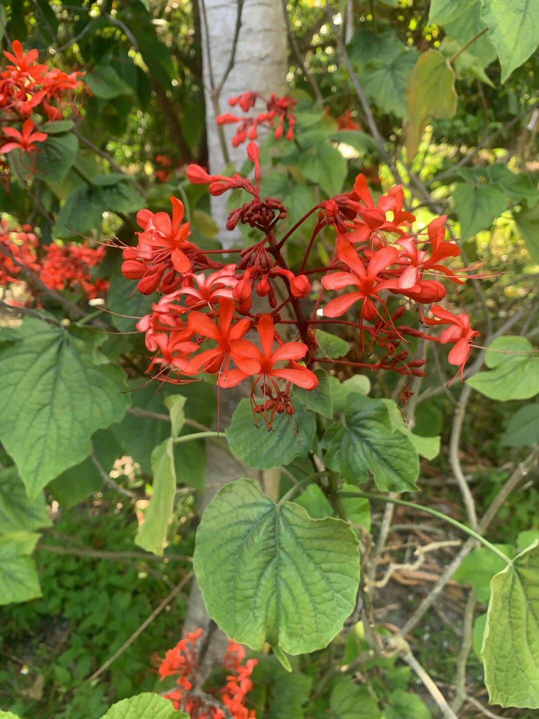 50 Java Glorybower Cuttings (clerodendrum Speciosissimum) - Etsy