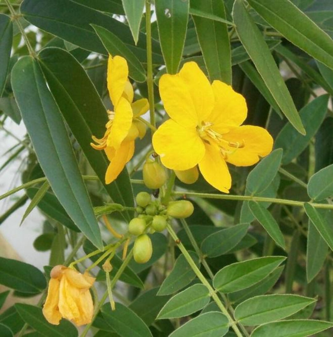 20 Florida Native Privet Senna Cuttings (senna Ligustrina) – Wildlife ...