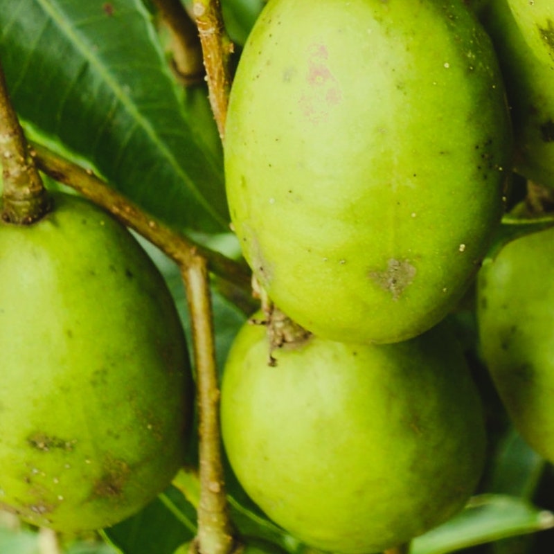 Golden Apple - Etsy