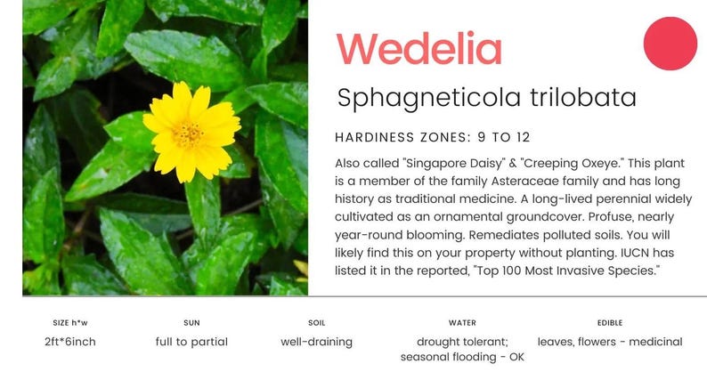 50 Wedelia Barerooted Plants - Etsy