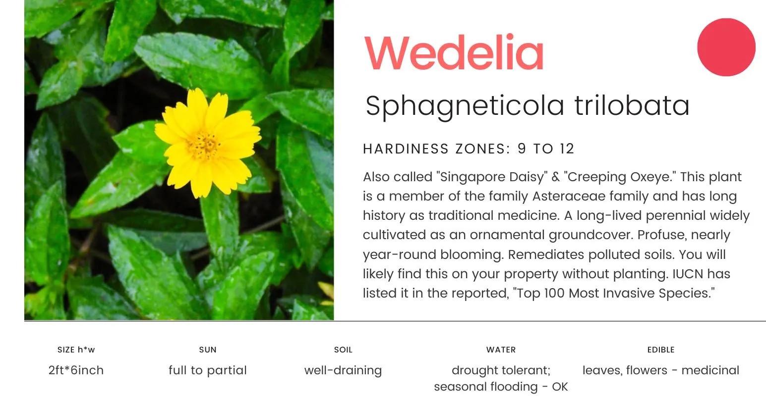 50 Wedelia Barerooted Plants - Etsy