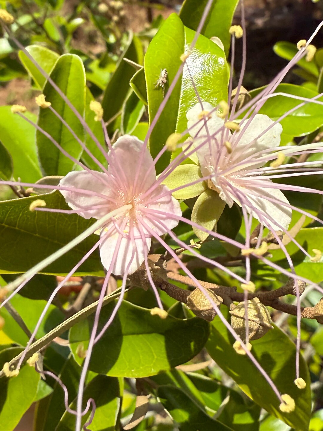 Jamaican Caper (capparis Cynophallophora) – 20 Unrooted Cuttings - Etsy