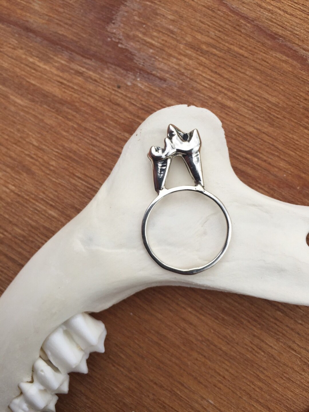 Fox Molar Single - Etsy