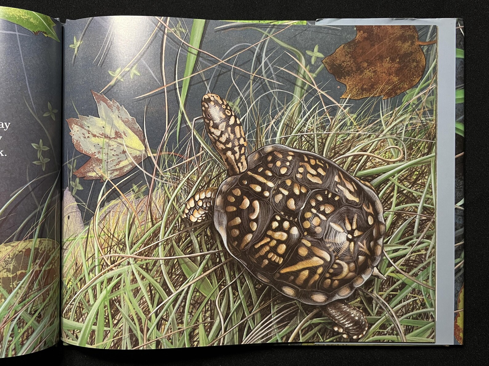 Box Turtle at Long Pond, by William T George, Illust by Lindsay Barrett ...