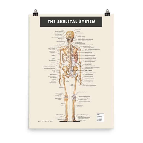 Skeletal System - Etsy