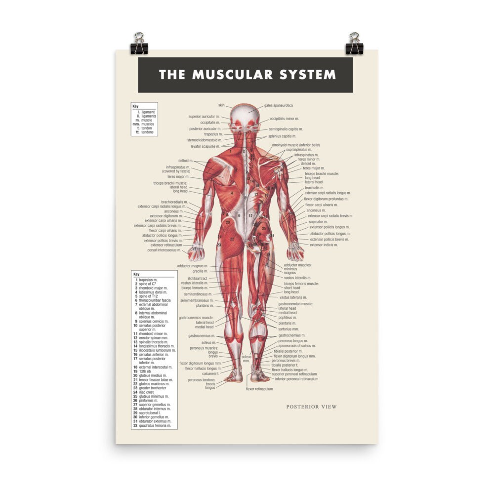 Muscular System Anatomy Doctor Physical Therapist Art Educational ...