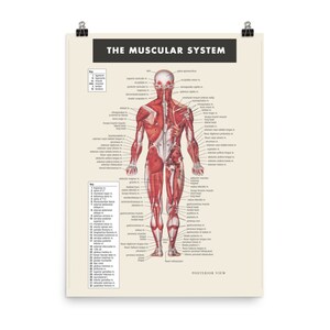 Muscular System Anatomy Doctor Physical Therapist Art Educational ...