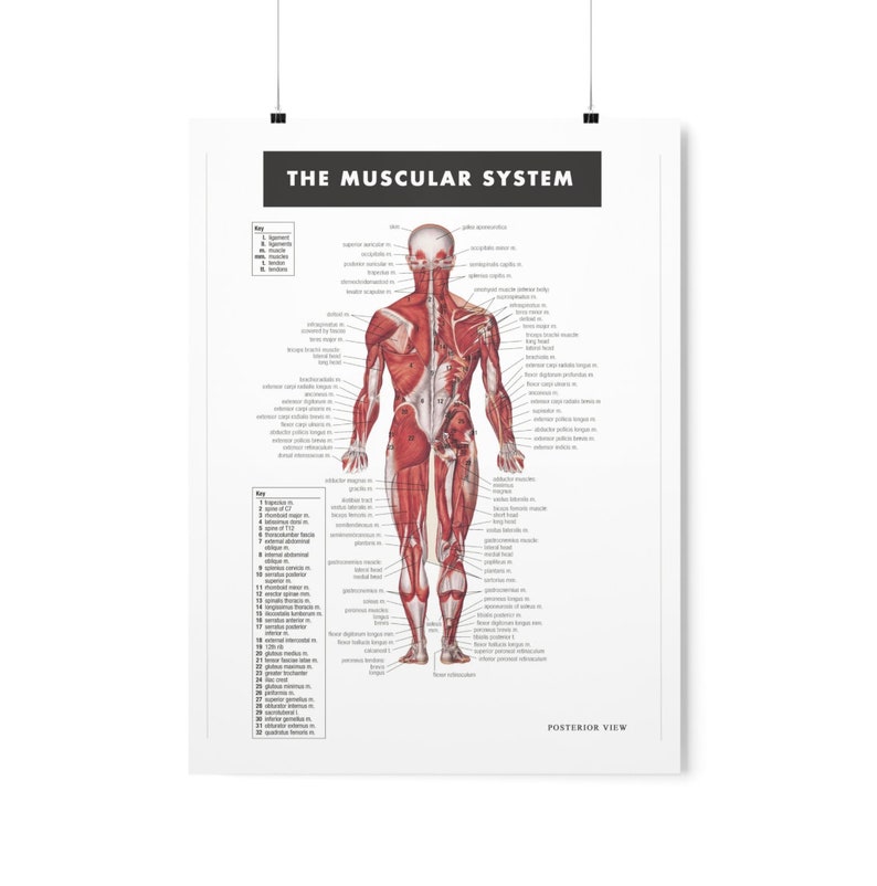 Digital Print Instant Download Muscular System Anatomy Doctor Physical ...