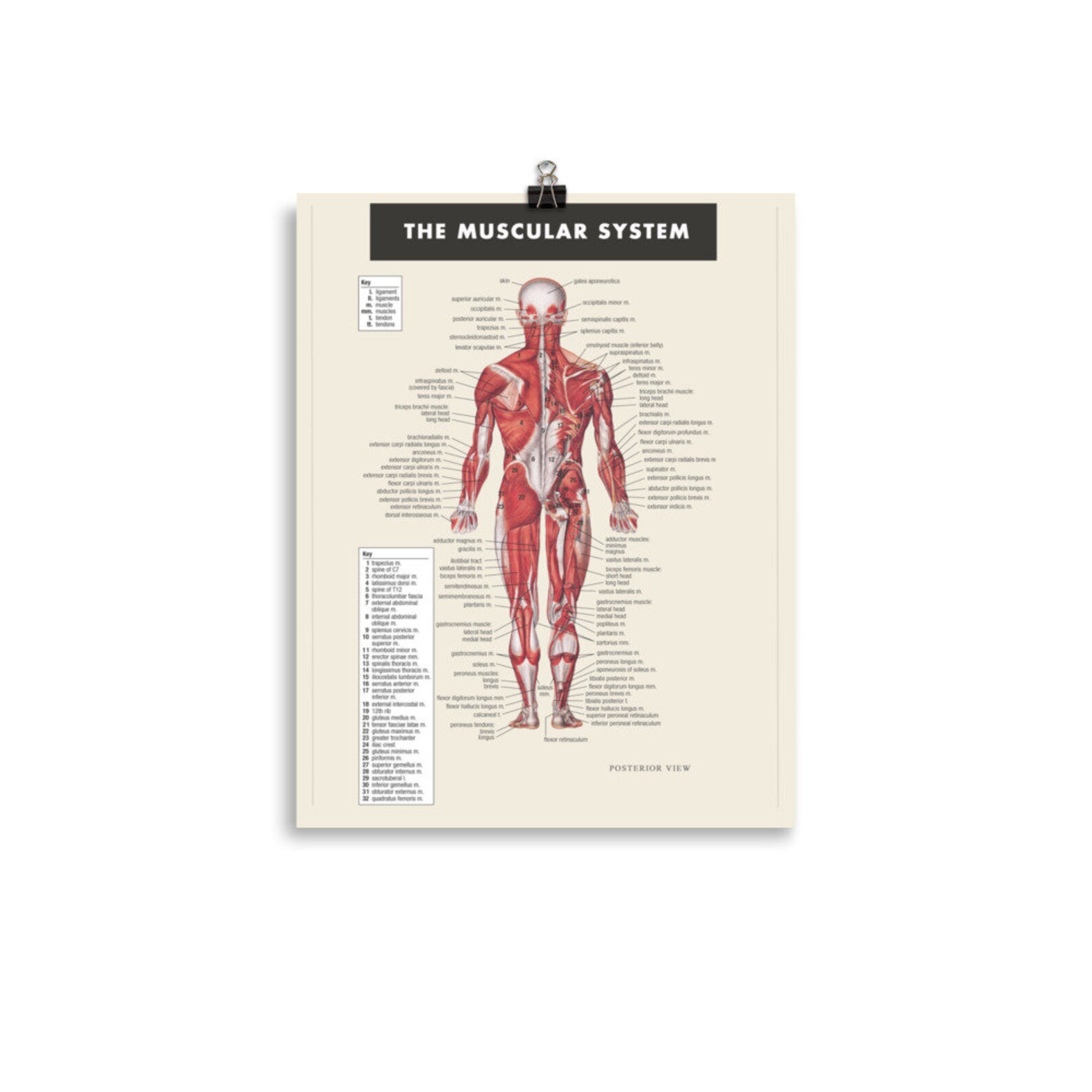 Muscular System Anatomy Doctor Physical Therapist Art Educational ...