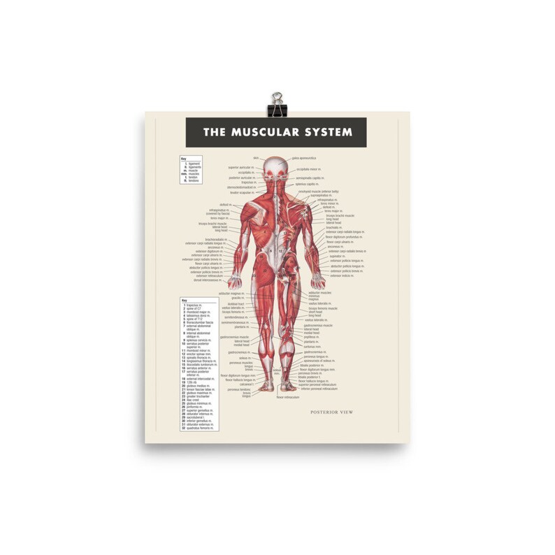 Muscular System Anatomy Doctor Physical Therapist Art Educational ...