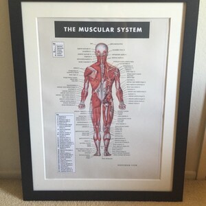 Muscular System Anatomy Doctor Physical Therapist Art Educational ...