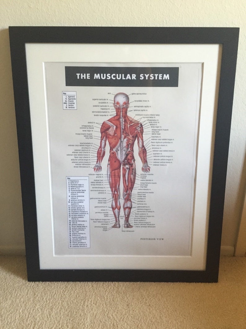 Muscular System Anatomy Doctor Physical Therapist Art Educational ...