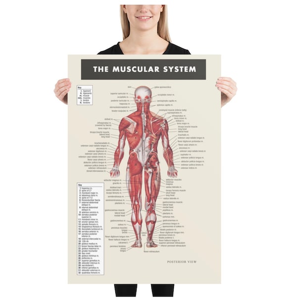 Human Body Muscle Diagram Download