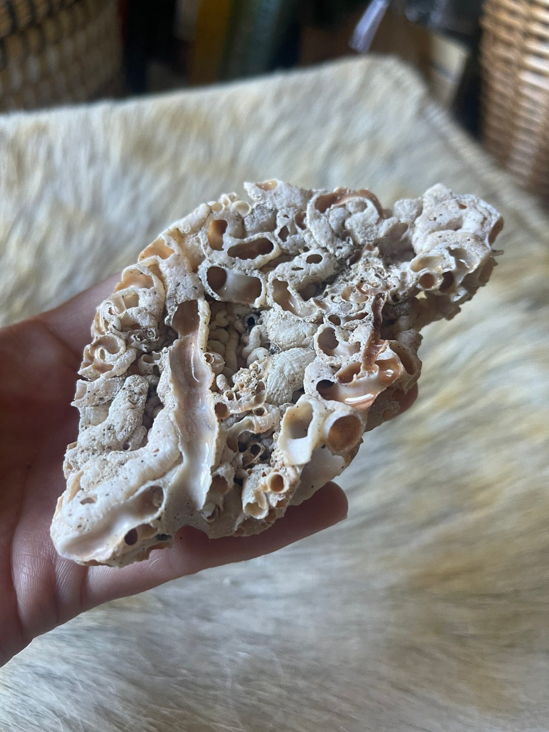 California Coral Reef Rock Shells Ocean Chunk Decor - Etsy