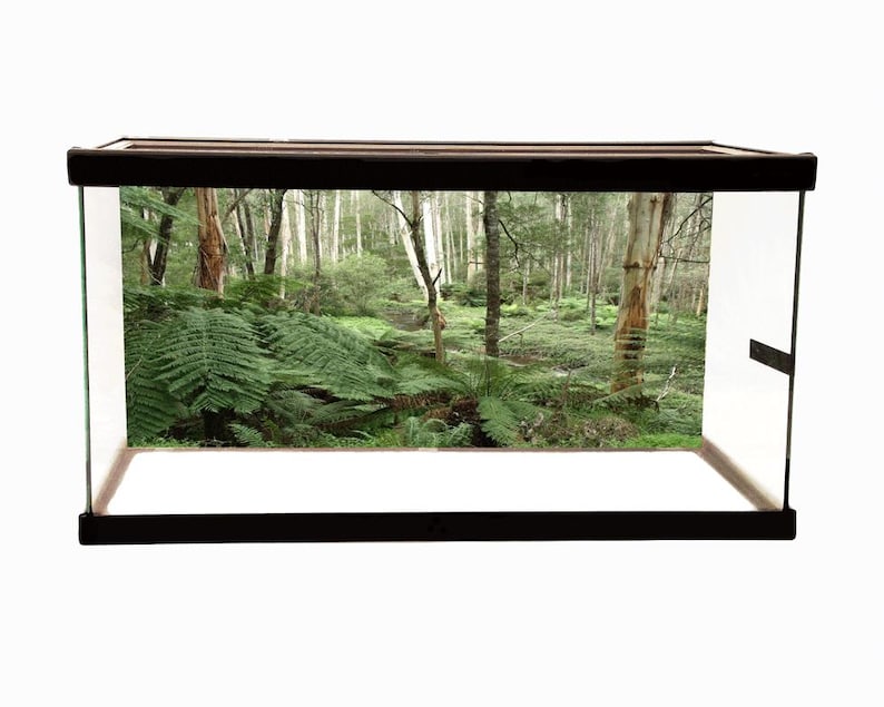 Rain Forest 3 Terrarium Background: Designs, Reusable Vinyl Tank Decor ...