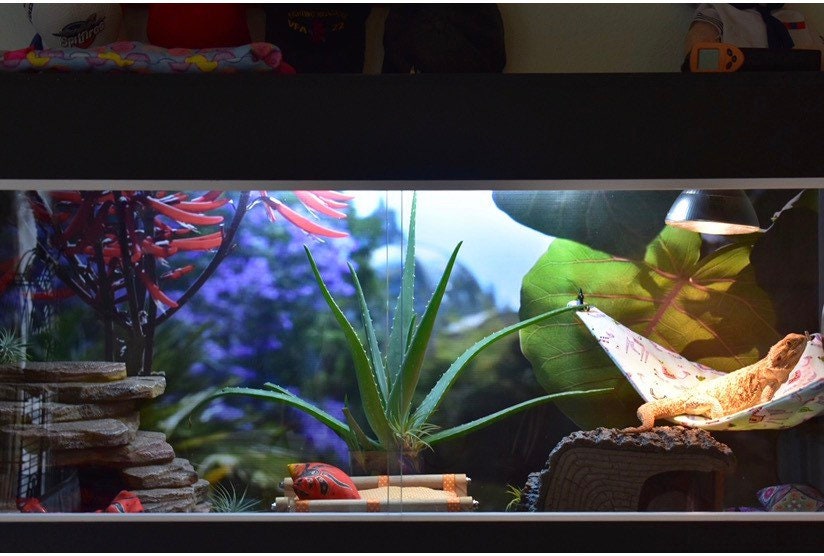 Custom Terrarium Background by Petbackdrops | Etsy