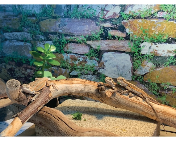 Custom 3D Reptile Rock Backgrounds Aquarium And Reptiles | atelier-yuwa ...