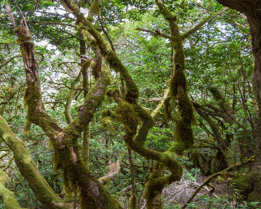 40 Gallon Trees Background (available in Different Sizes) - Forest Tank ...
