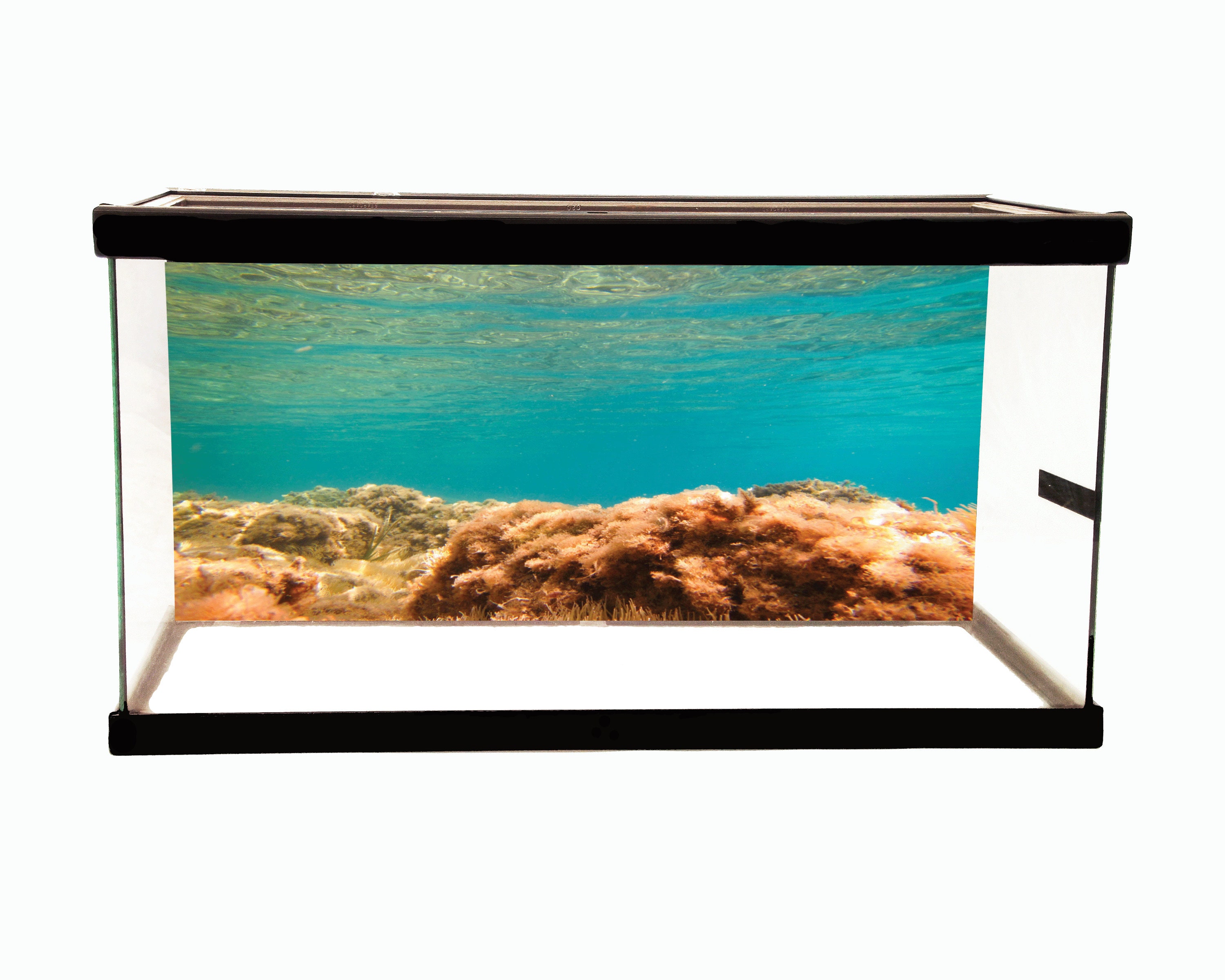 Empty Fish Tank Background