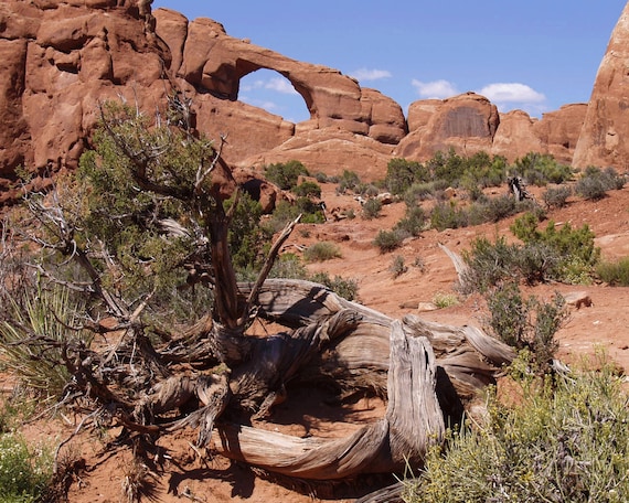 Desert Backgrounds For Aquariums Reptile Supplies Habitat Aquarium