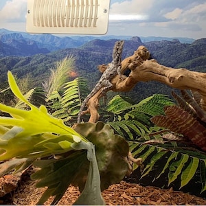 Custom Terrarium Background by Petbackdrops - Etsy