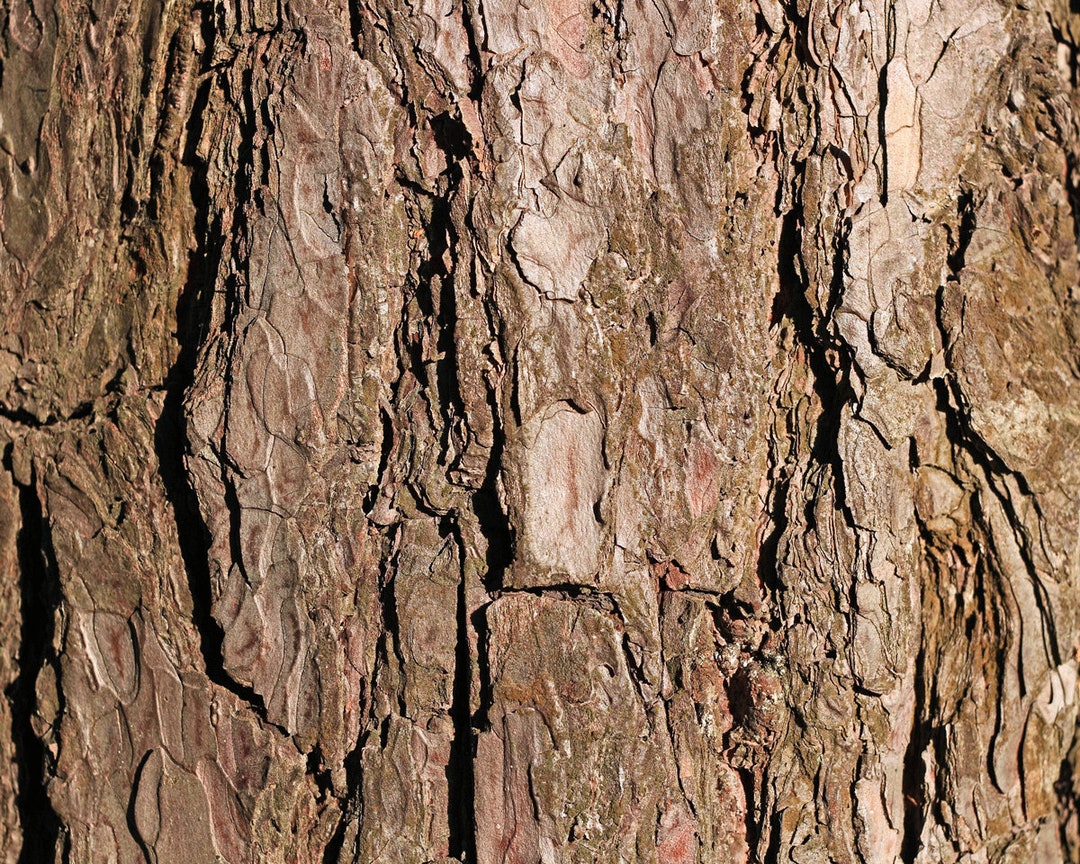 Brown Bark Background - Petbackdrops - Glass Tank Background - Reusable ...